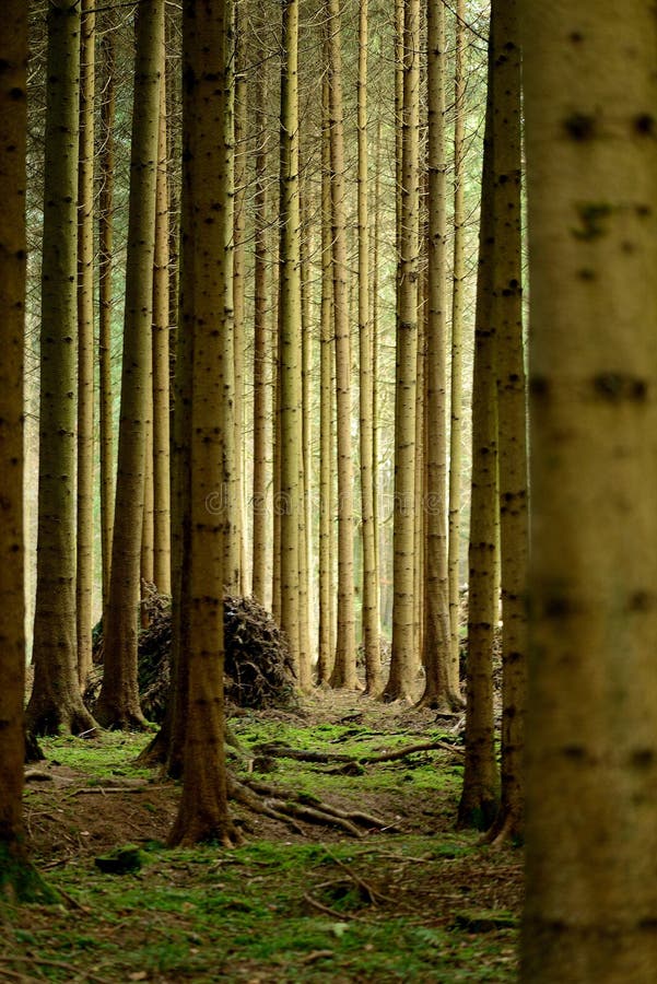 Nature, Ecosystem, Forest, Grove Picture. Image: 134104201