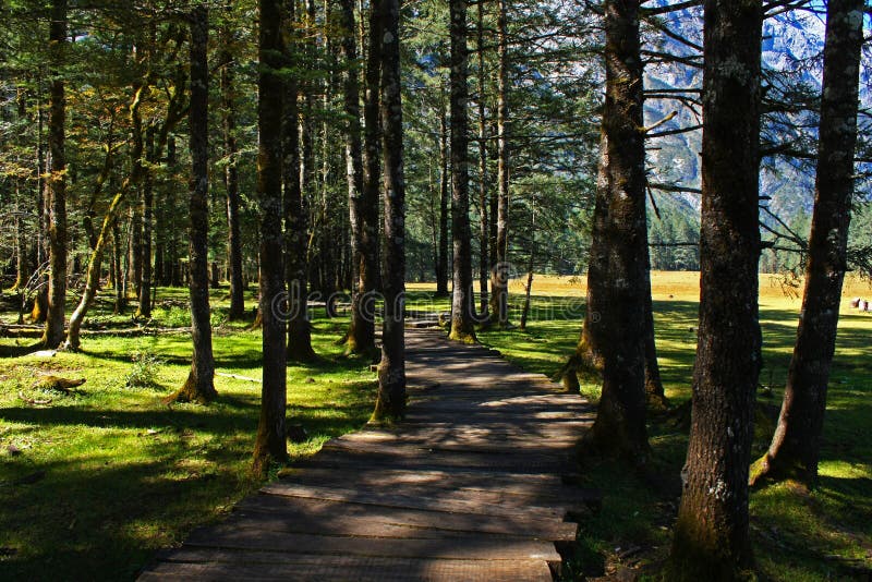 Nature, Ecosystem, Path, Tree Picture. Image: 122107837