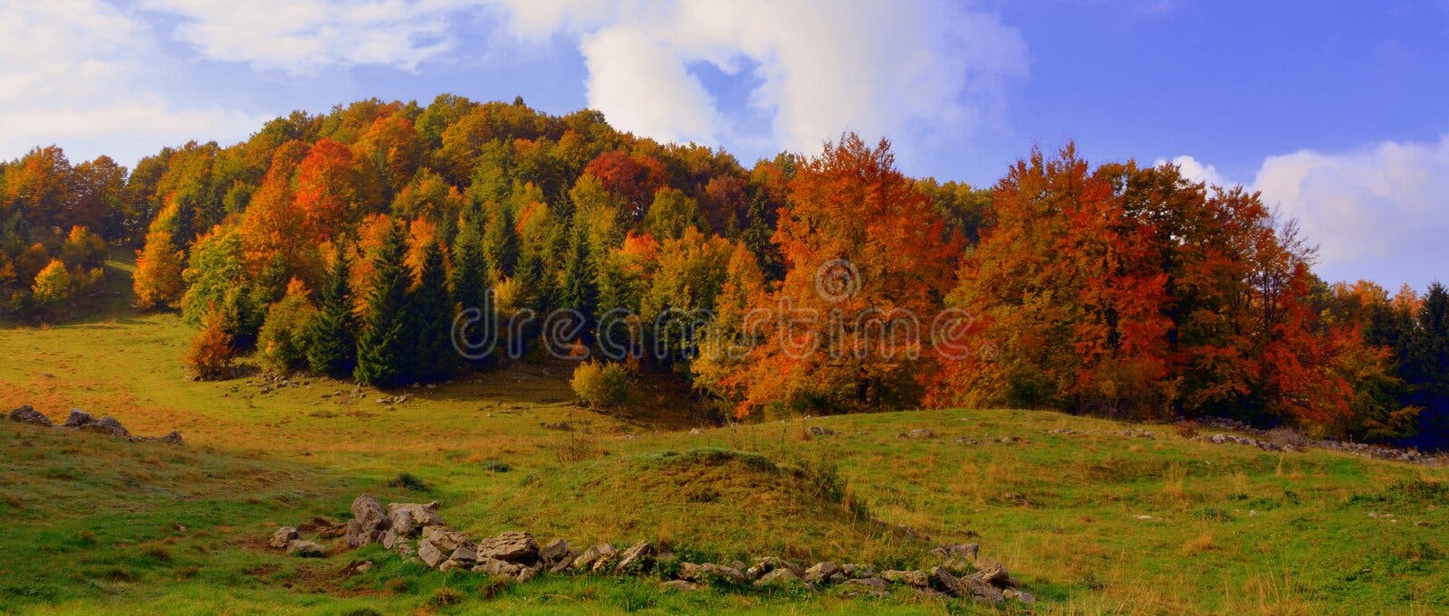 Temperate Broadleaf And Mixed Forest, Ecosystem, Tree, Vegetation ...