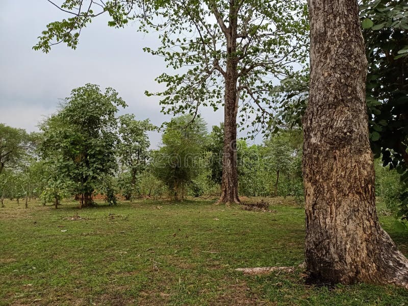 Nature Effect Photo of Lockdown in Sunset Stock Image - Image of nature ...