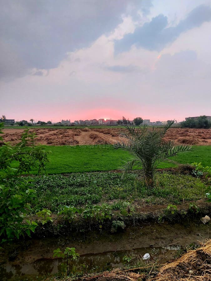 Nature Egypt stock photo. Image of egypt, nature, trees - 155721766