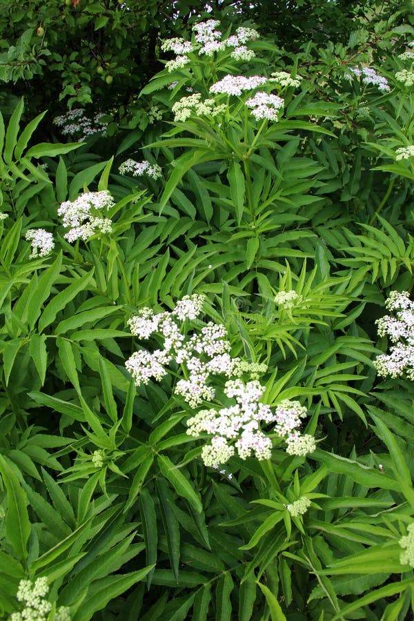 In Nature, Elderberry Herbaceous (Sambucus Ebulus) Blooms Stock Image ...