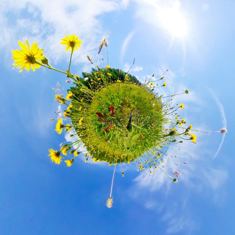 Nature and Environment Concept. 360 Effect on a Blooming Meadow Stock ...
