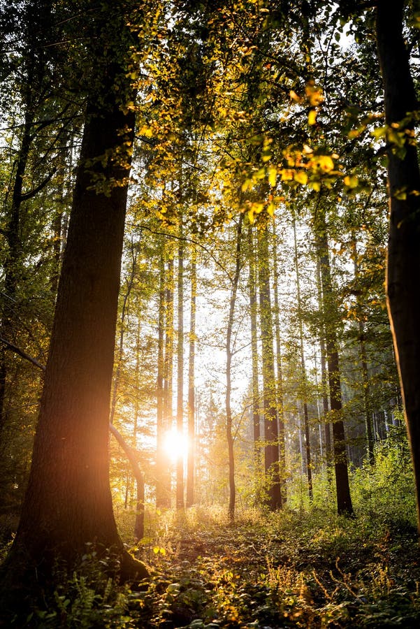 Nature and Environmental Background Stock Image - Image of leaves ...