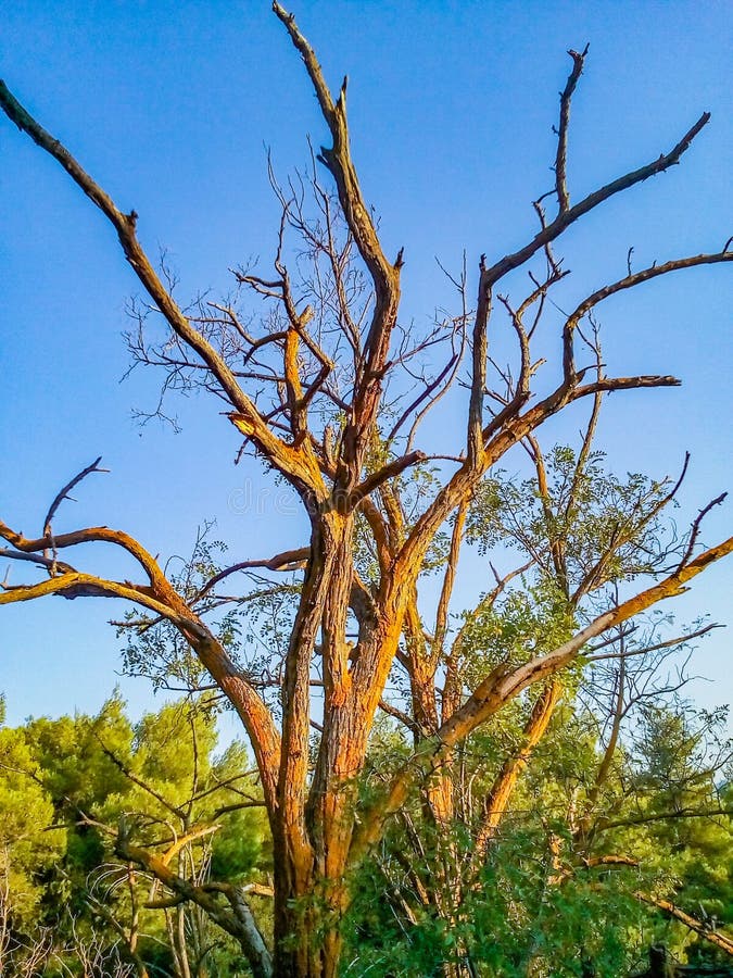The Nature Even If it is Dead, is Still Beautiful Stock Image - Image ...