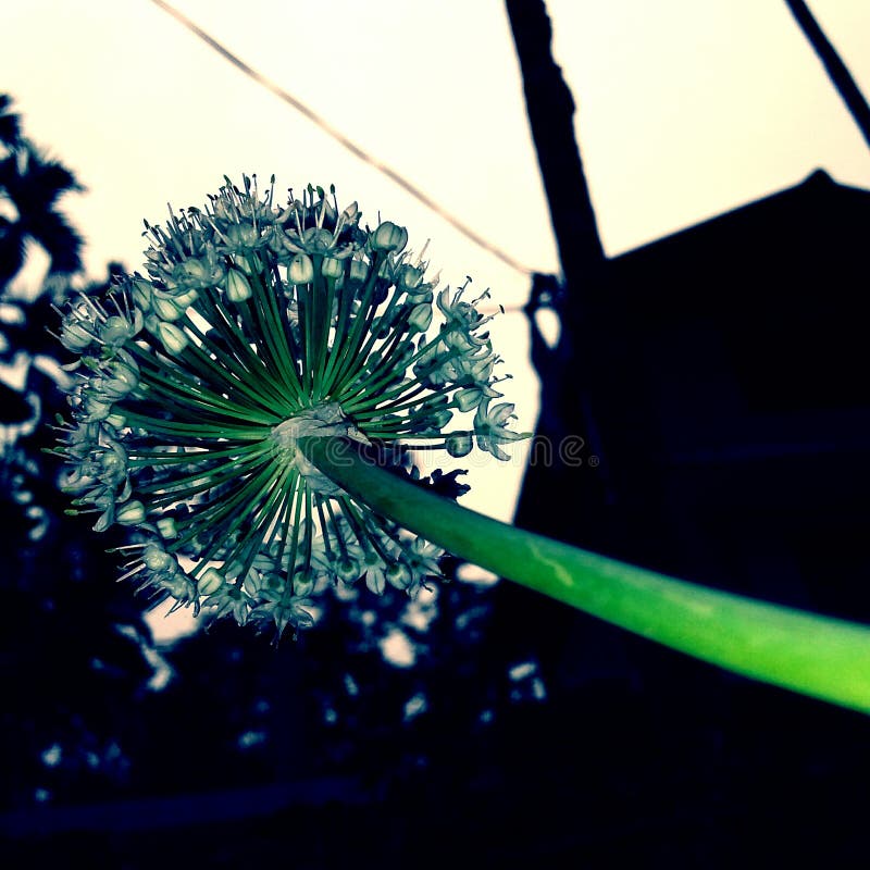 Nature stock image. Image of beauty, earth, nature, evergreen - 110117717