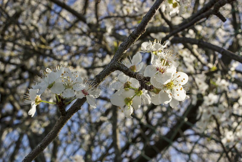 Spring nature explosion stock image. Image of bright - 219836863