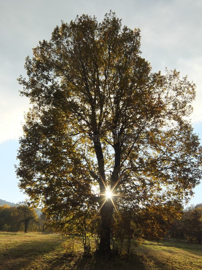 Nature Expression 8 stock image. Image of forest, woodland - 204103147