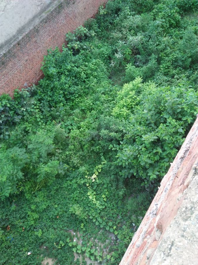 Nature stock image. Image of nature, candy, green, lovely - 124927483