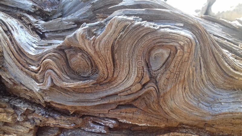 Wood face stock image. Image of nature, arbol, naturaleza - 100867775