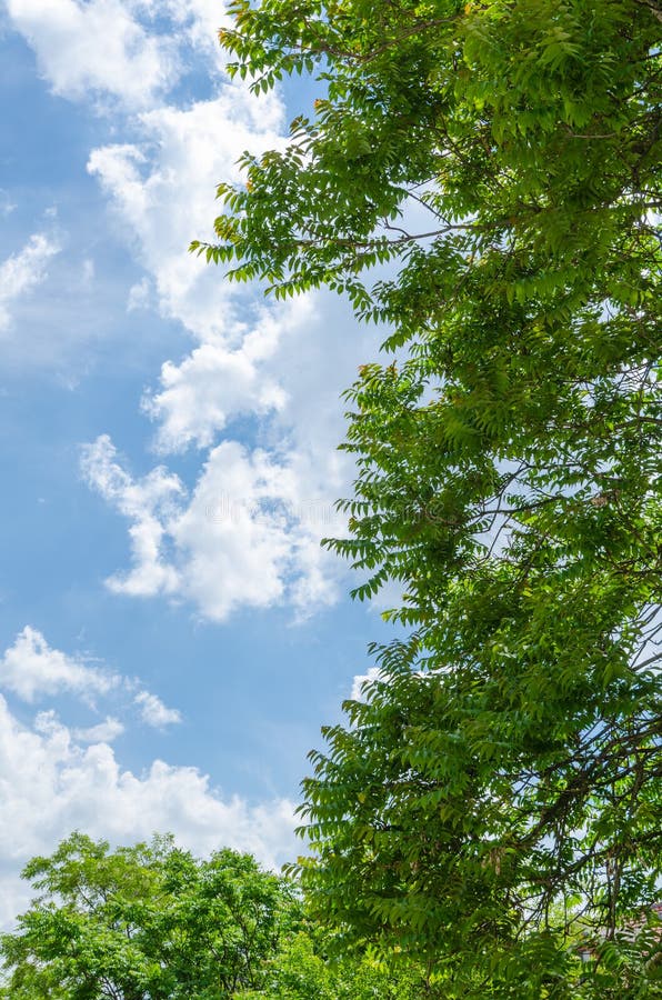 Nature in fair weather stock image. Image of upward, green - 41772715