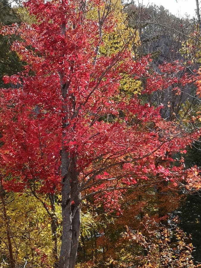 Nature in fall stock photo. Image of love, turning, trees - 197506226
