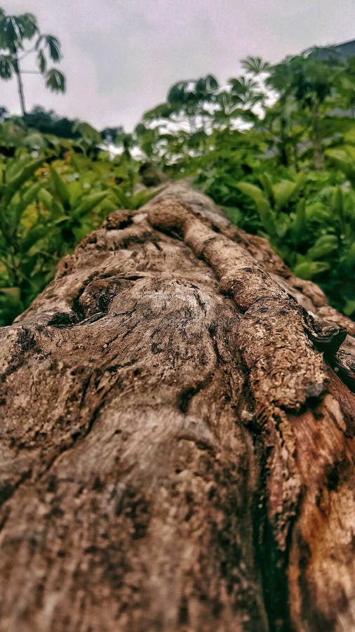 Nature Fallen Tree Aestetic Photography Stock Image - Image of tree ...