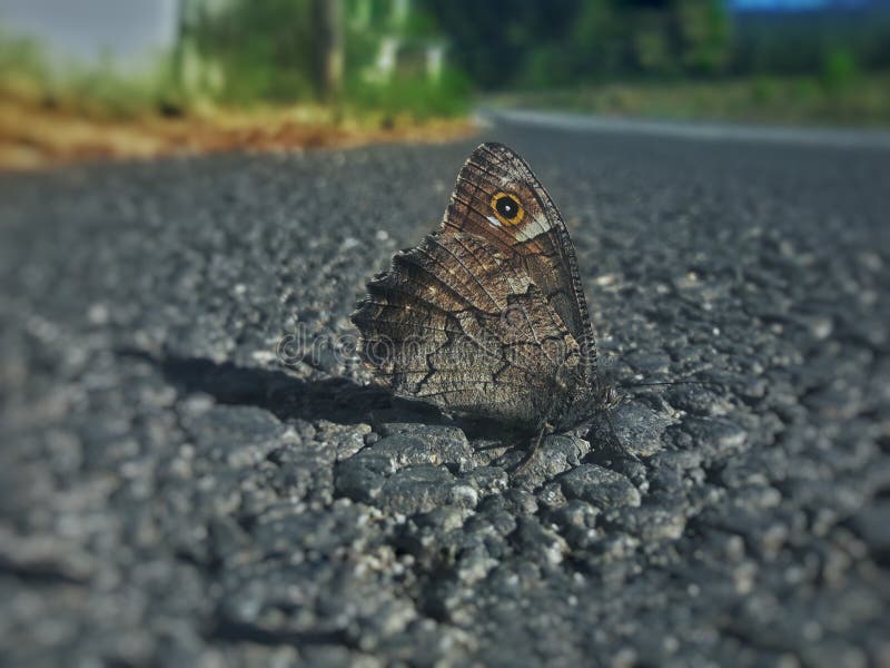 Nature stock photo. Image of nature, green, d3200, fallow - 95467368