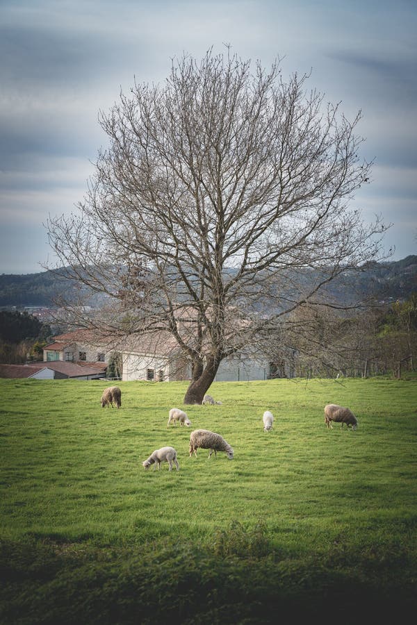 Lonely Tree and Sheep Family Stock Photo - Image of family, cloud ...