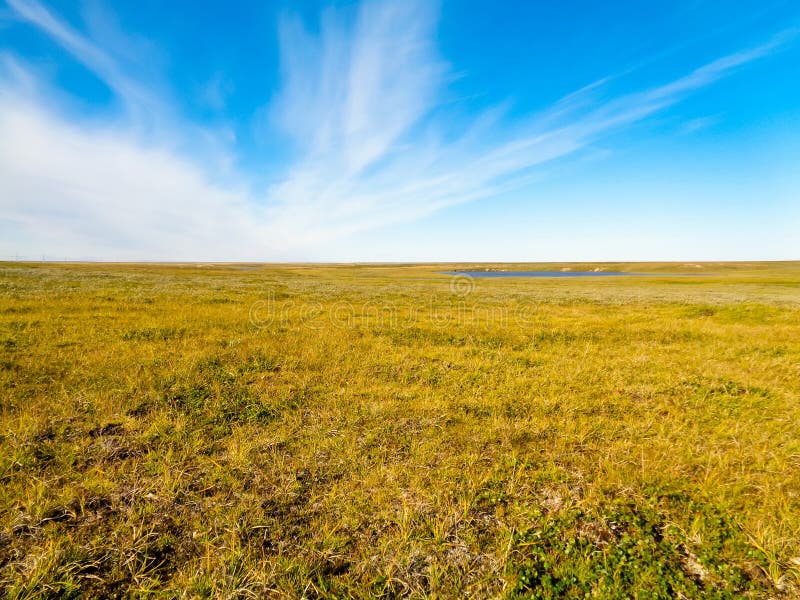Nature in the Far North in the Fall Stock Image - Image of system, moss ...