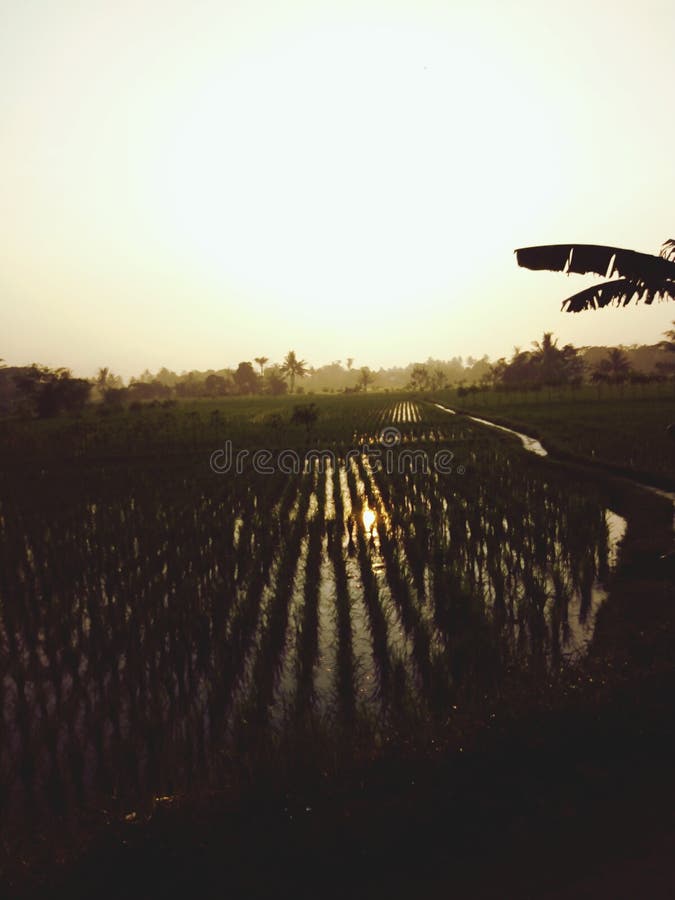 Nature Farm in the Afternoon Stock Photo - Image of farm, laitgh: 148076682