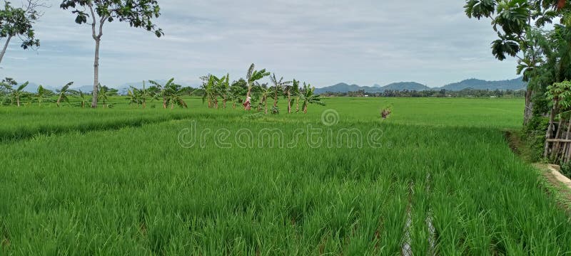 Nature farm in my country stock image. Image of agriculture - 205828607