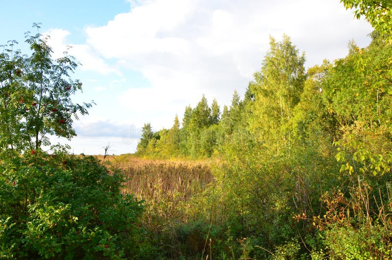 Nature Fascinates and Gives Peace of Mind. Stock Image - Image of ...