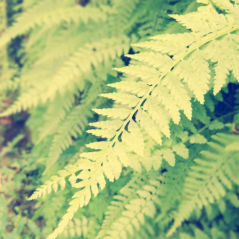 Nature stock photo. Image of ferns, greenery, focus, india - 56319392