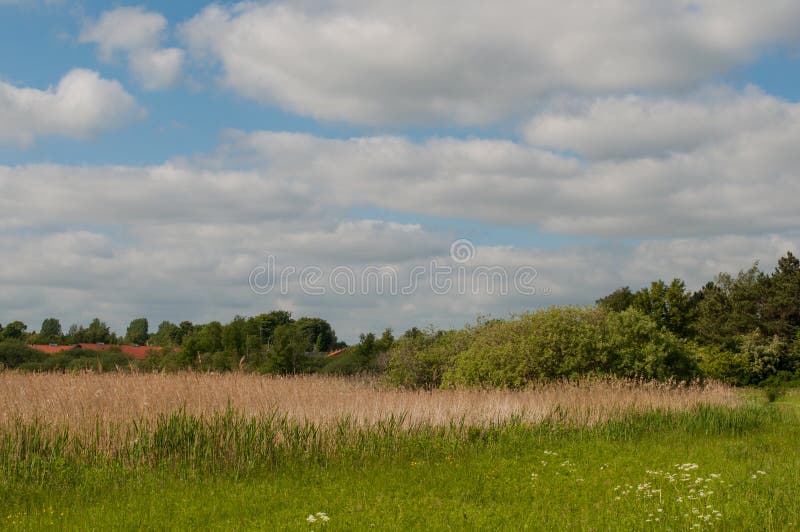 A nature field in Denmark stock photo. Image of natural - 101398422