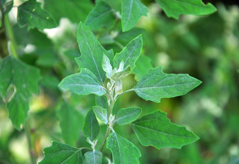 Quinoa (Chenopodium Quinoa) Stock Image - Image of amaranthaceae, plant ...
