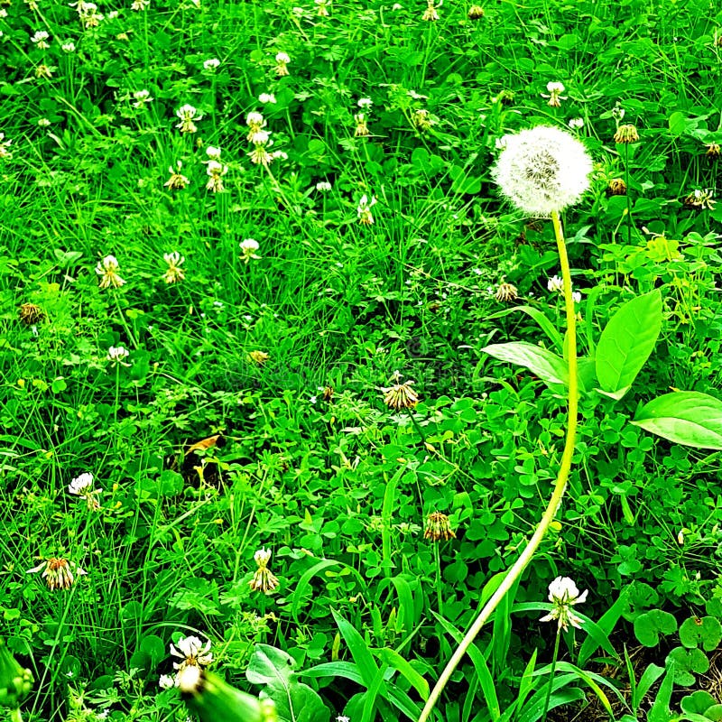 Nature stock photo. Image of nature, gypsy, feeling, fields - 95566768