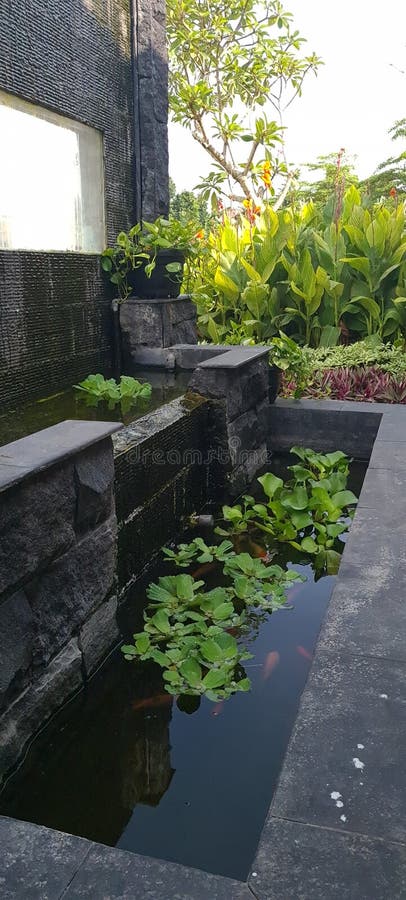 Nature Fish Ponds stock photo. Image of flower, tree - 202037038