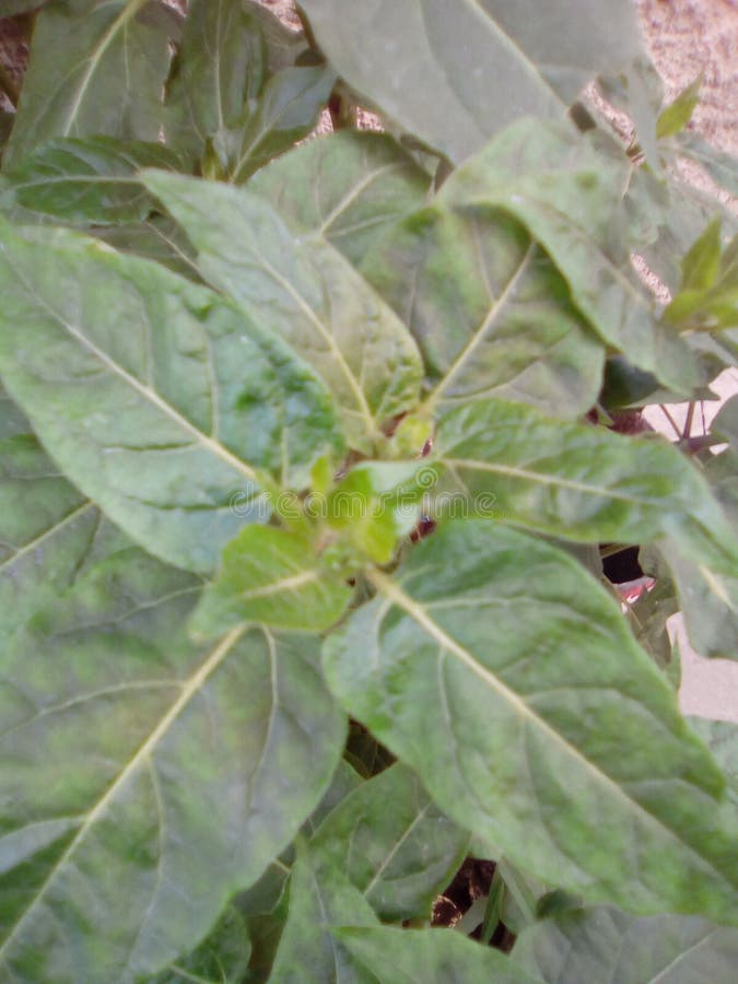 Amazon Paux Stock Photos - Free & Royalty-Free Stock Photos from Dreamstime