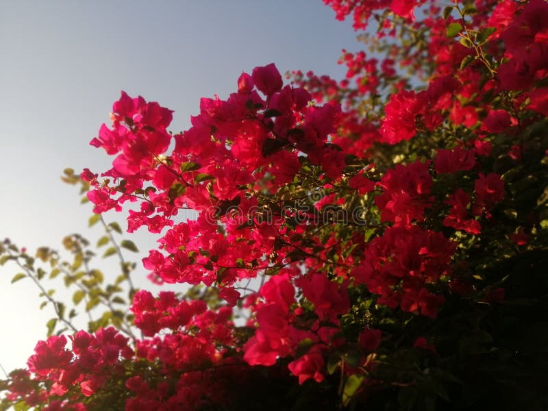 Nature floor nice good Red stock photo. Image of nice - 254426796