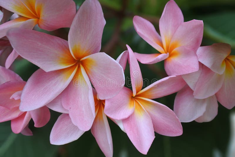 Nature flora stock image. Image of green, flora, gardent - 56964757