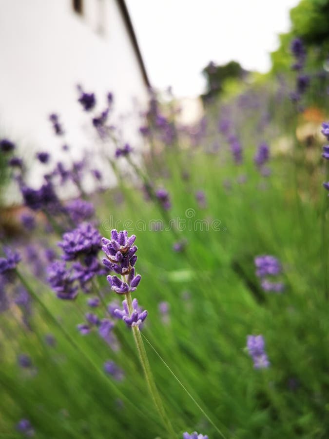 Nature Flow stock image. Image of flow, flower, purple - 187221385