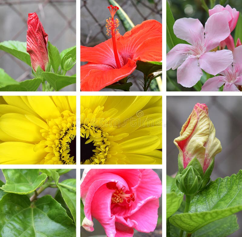 Nature flower collage stock photo. Image of freshness - 63532382