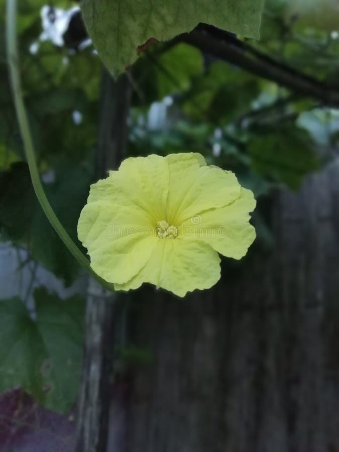 Nature stock image. Image of home, flower, yellow, jhinga - 122754839