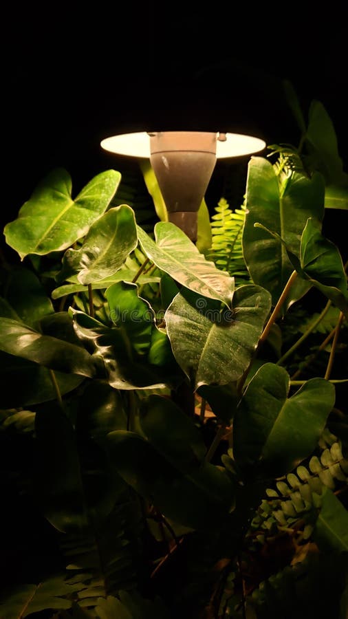 Night light garden beauty stock photo. Image of shows - 215477600