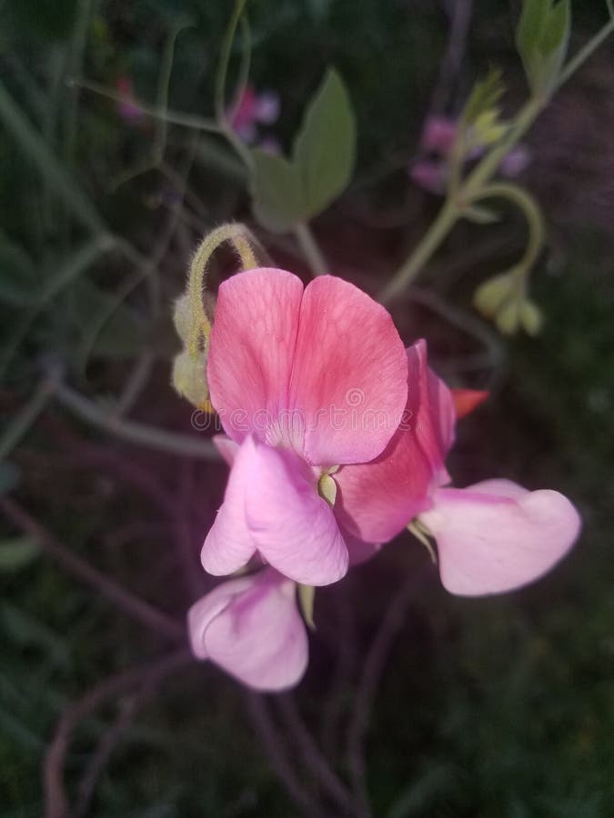 Nature Flower stock photo. Image of cute, guarde, pink - 220026550