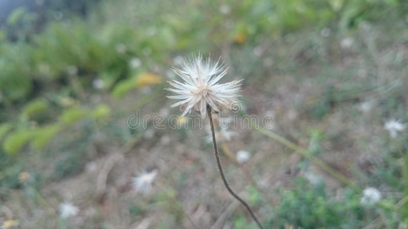 Jsjjd Stock Photos - Free & Royalty-Free Stock Photos from Dreamstime