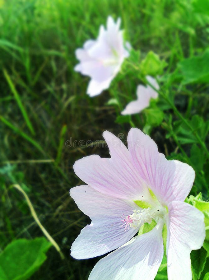Nature, flowers stock image. Image of nature, mallow - 46533777