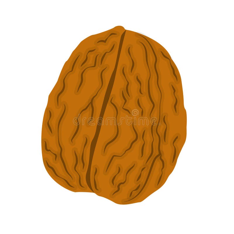 Nature Food Nuts Walnut Cartoon Vector Isolated Illustration Stock ...