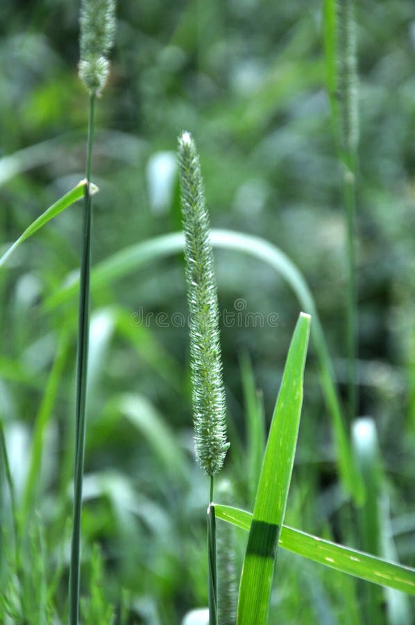 In Nature it is Growing Timothy-grass Phleum Stock Photo - Image of ...