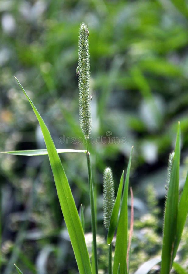 In Nature it is Growing Timothy-grass Phleum Stock Image - Image of ...