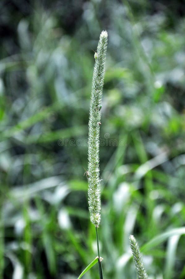 In Nature it is Growing Timothy-grass Phleum Stock Photo - Image of ...