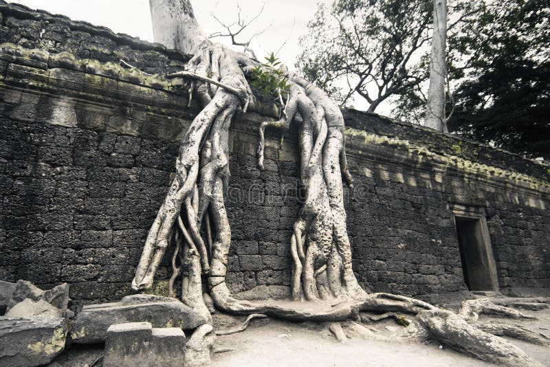 Nature Force at Ta-Prom Castle, Angor Stock Photo - Image of asia ...