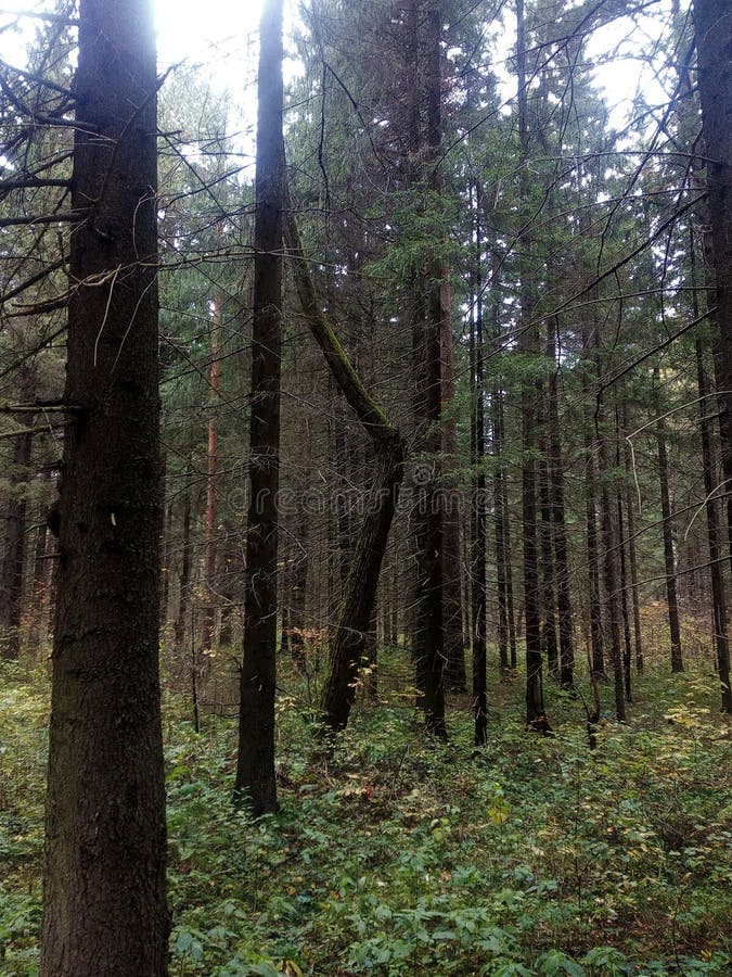 Unity With Nature Away From Everyone Stock Image - Image of green, home ...