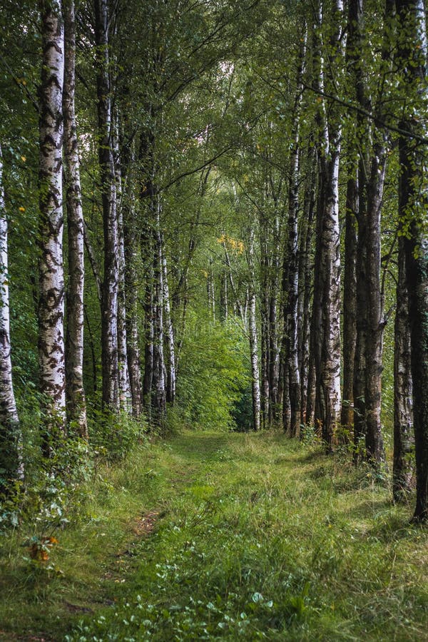 Nature Forest birch trail stock image. Image of sunlight - 209813821