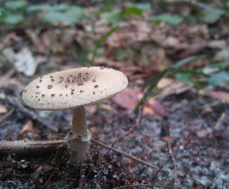 Mushroom stock photo. Image of earth, mushroom, love - 100653210
