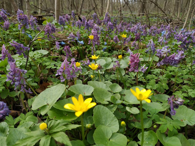 Nature forest flowers stock photo. Image of flower, petal - 219650564
