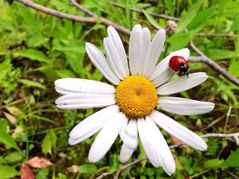 Ladybug on daisy. stock image. Image of daisy, chamomile - 152349849