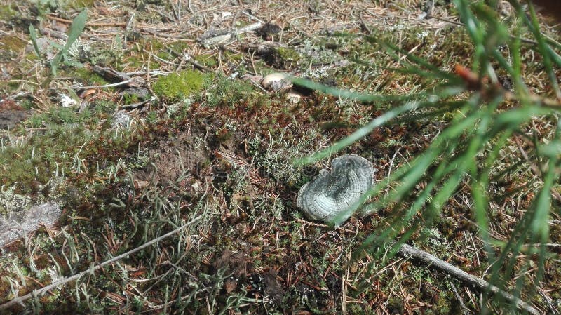 Nature stock photo. Image of fungus, ground, landscape - 143179984