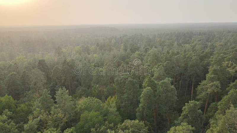 Nature: Forest Landscape Aerial View. Stock Video - Video of lush ...